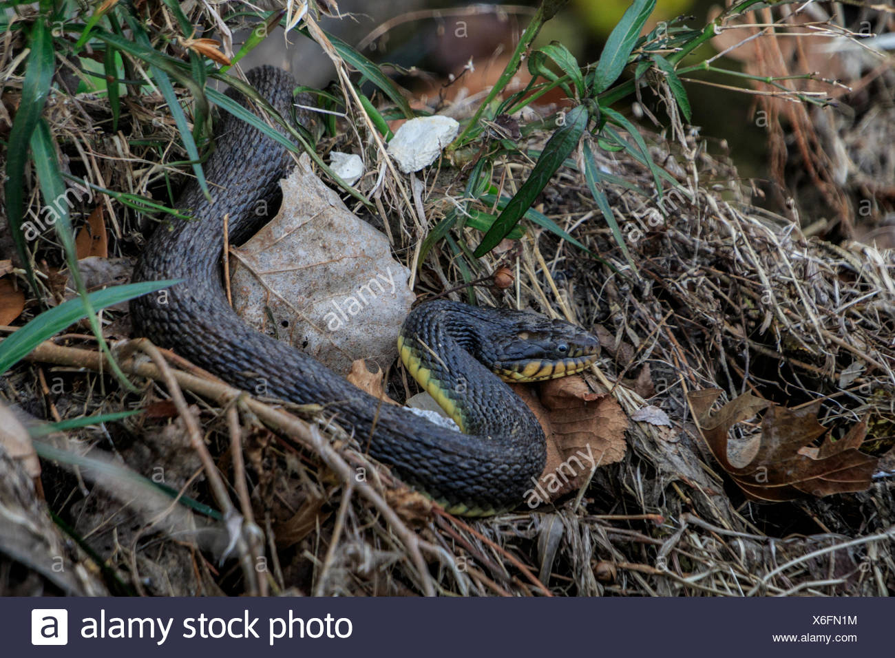 Black Racer Snake High Resolution Stock Photography and Images - Alamy