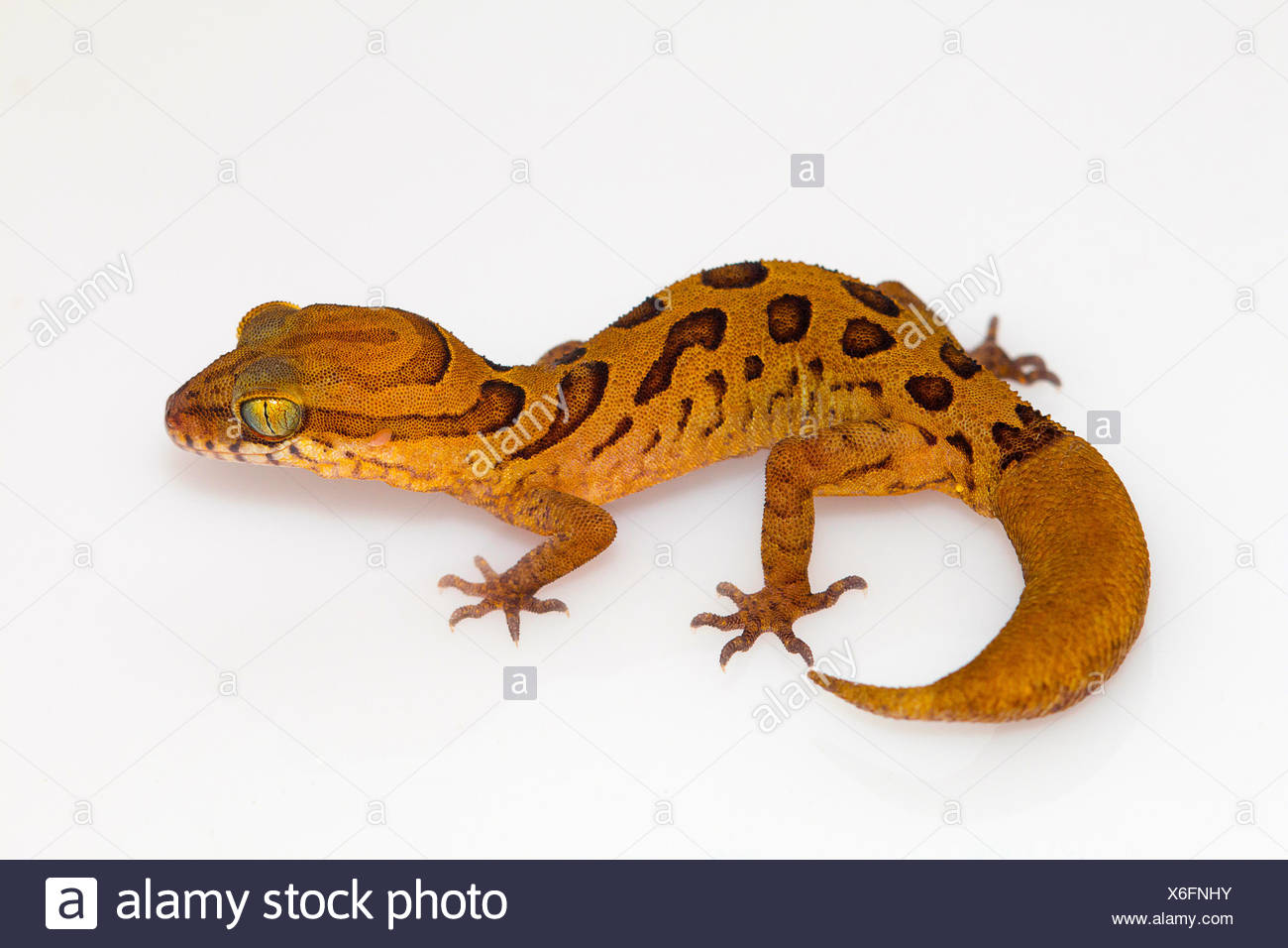 Tropical House Geckos High Resolution Stock Photography and Images - Alamy