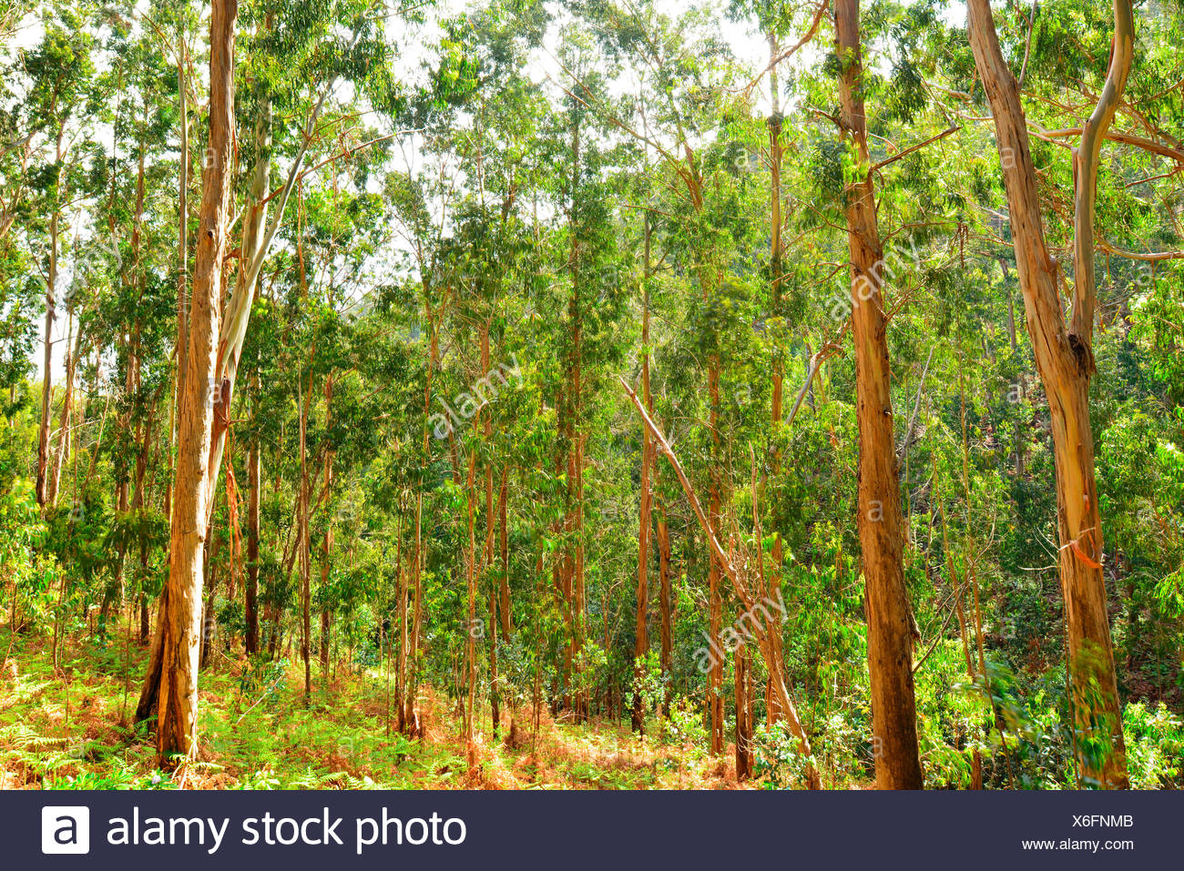 Eucalyptus Forest Madeira Portugal Stock Photos & Eucalyptus Forest ...