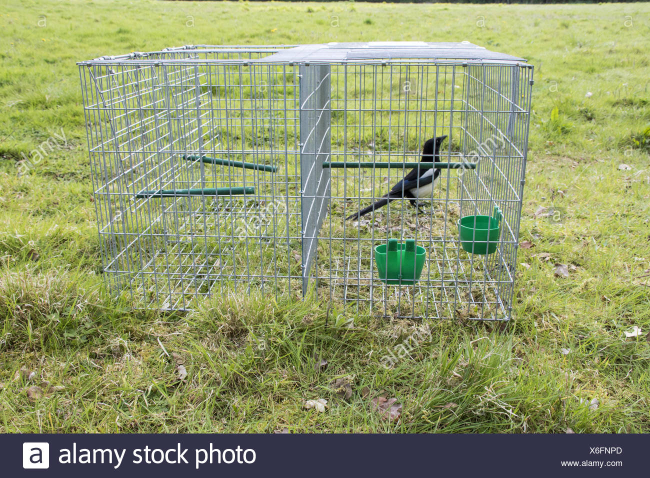Magpie Trap High Resolution Stock Photography and Images - Alamy