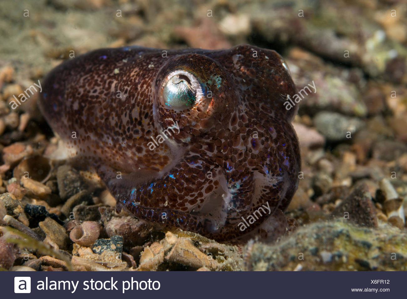 Sepiola High Resolution Stock Photography and Images - Alamy