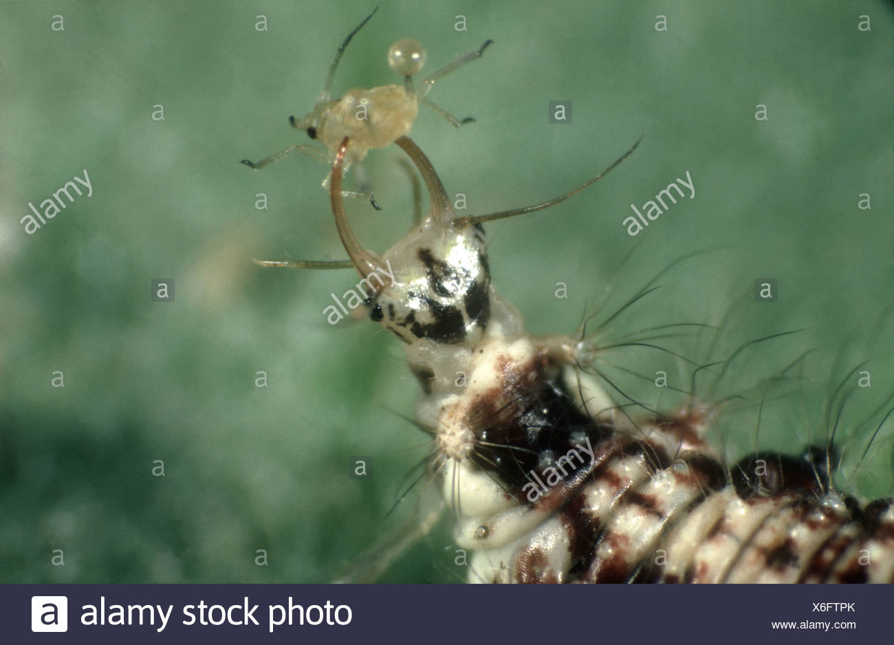 Lacewing Larvae High Resolution Stock Photography and Images - Alamy
