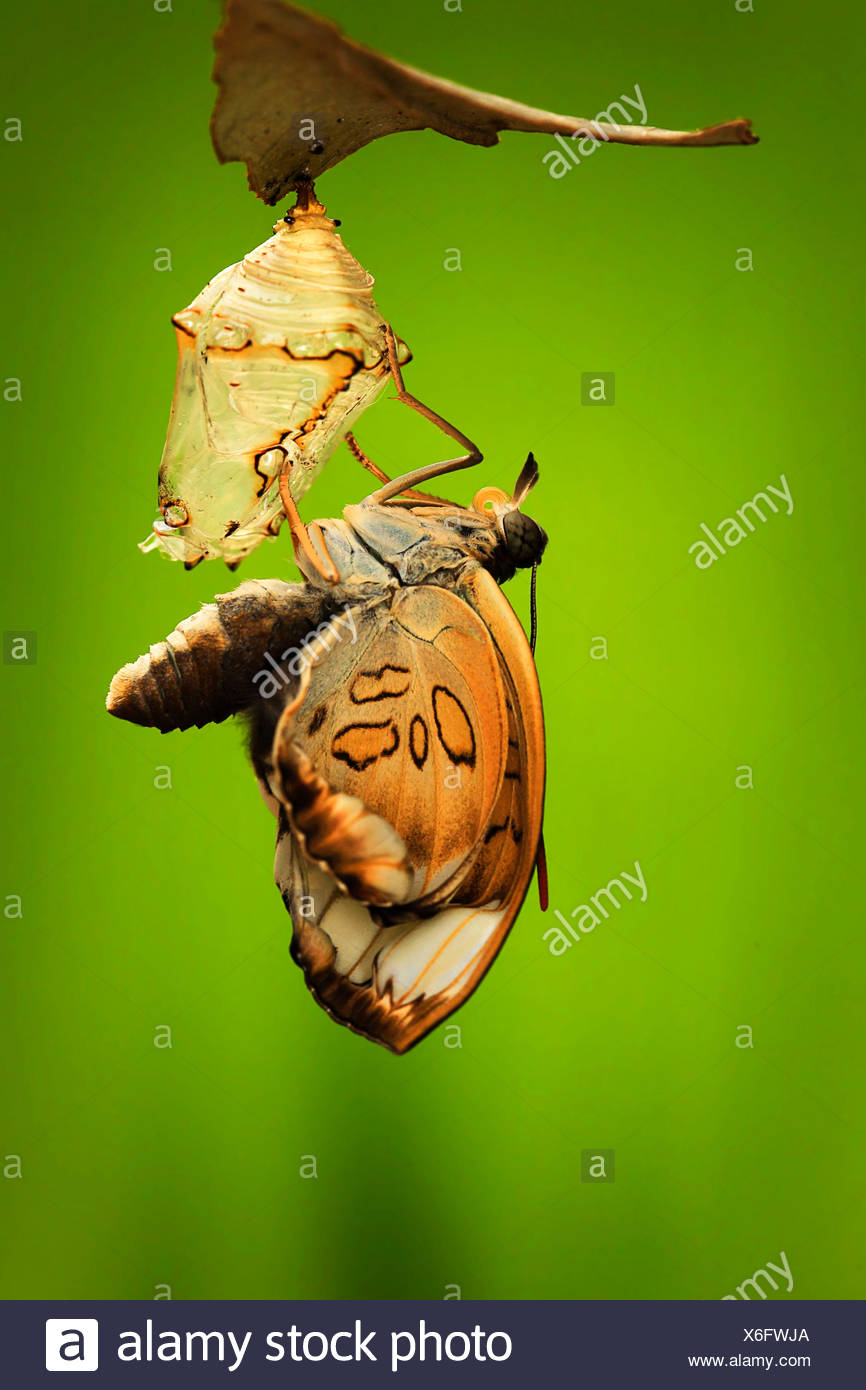 Moths Moth High Resolution Stock Photography and Images - Alamy
