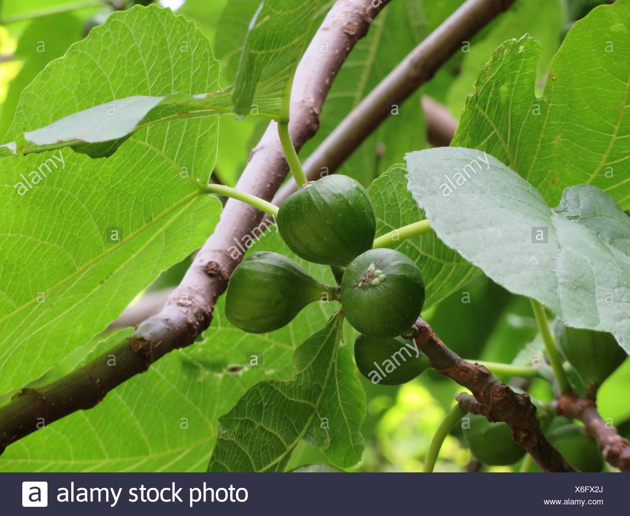 Feigenfrucht Stock Photos & Feigenfrucht Stock Images - Alamy