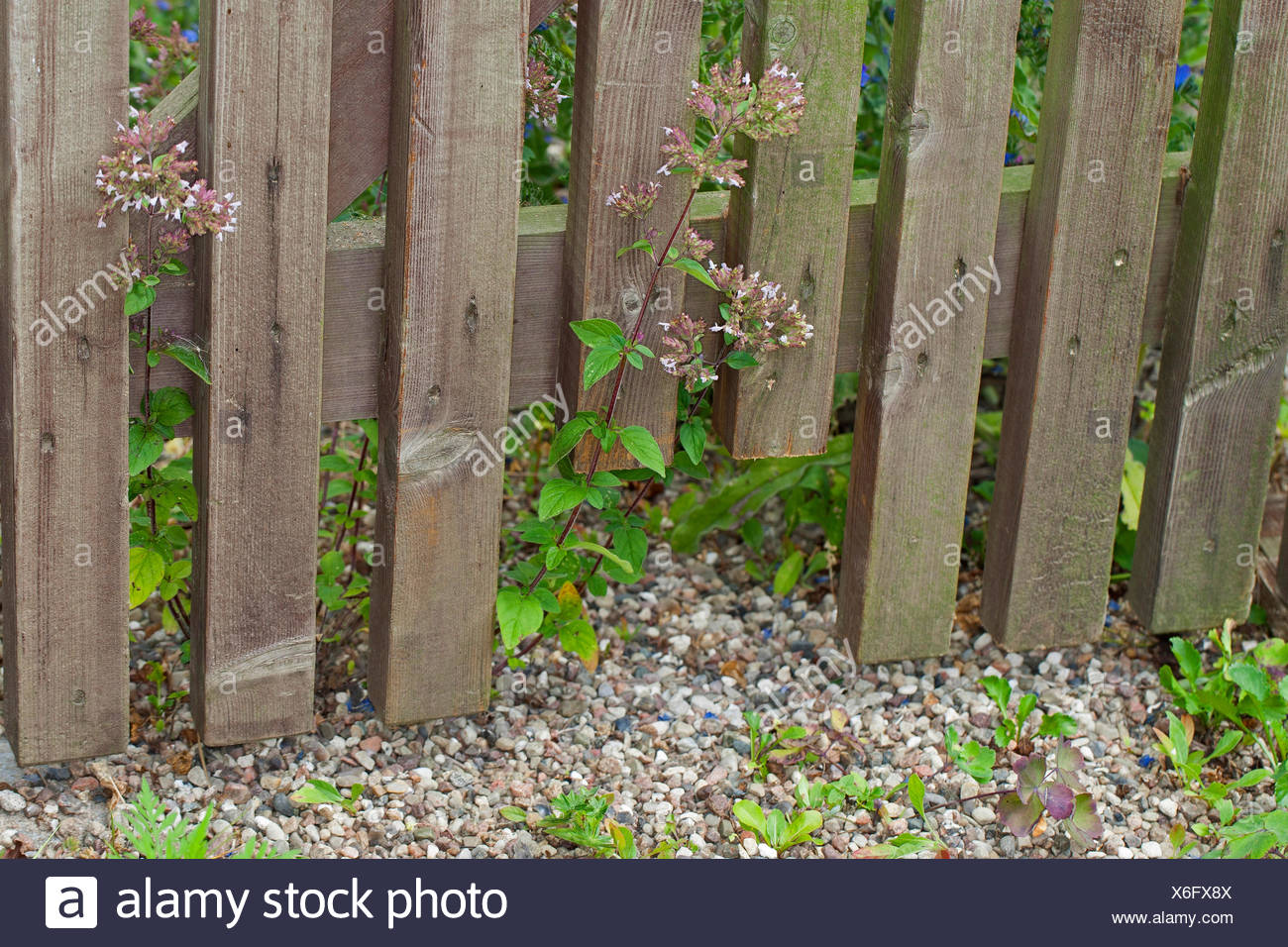 Hedgehog Hole In Fence High Resolution Stock Photography and Images - Alamy