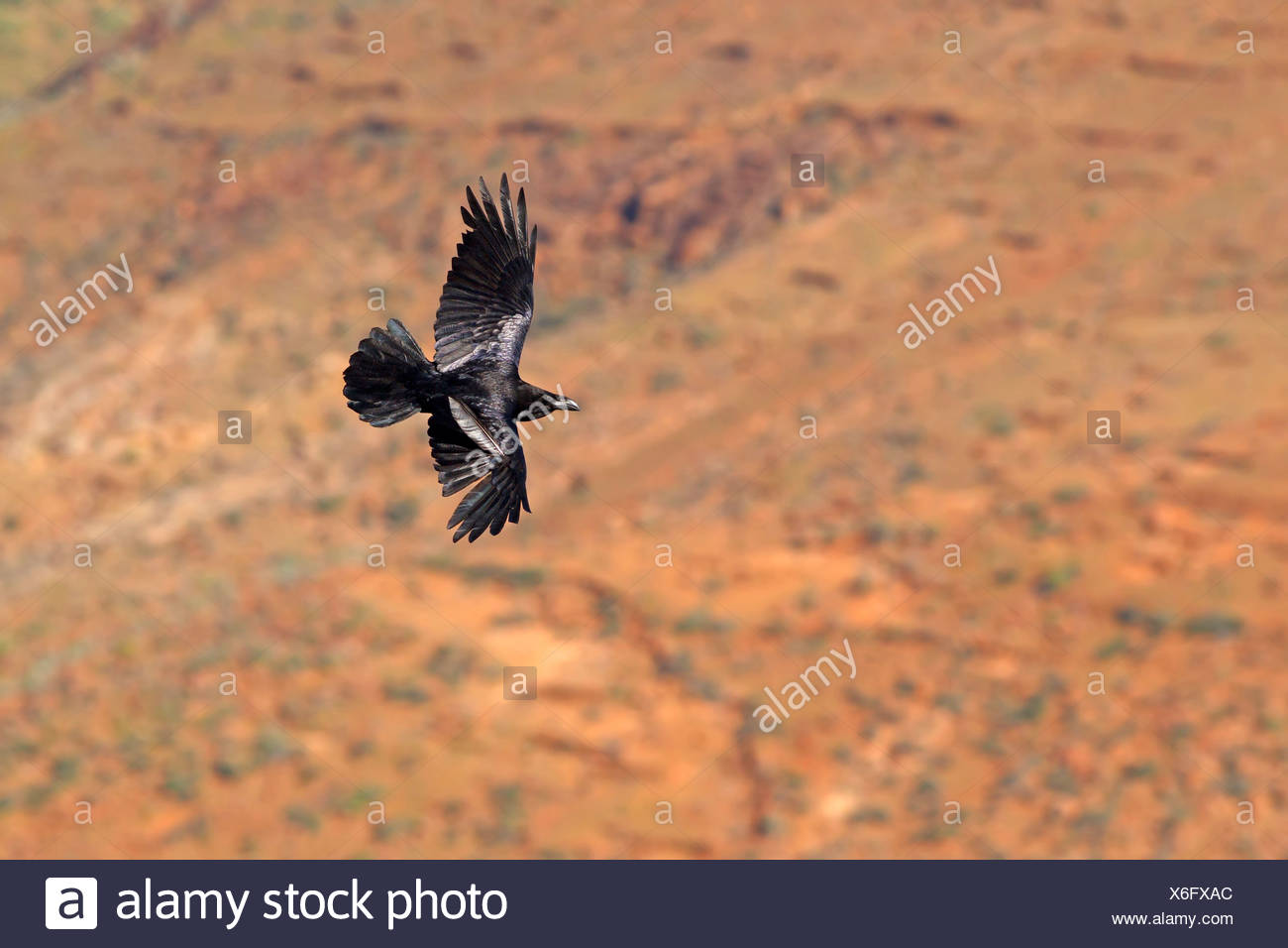 African Raven High Resolution Stock Photography and Images - Alamy