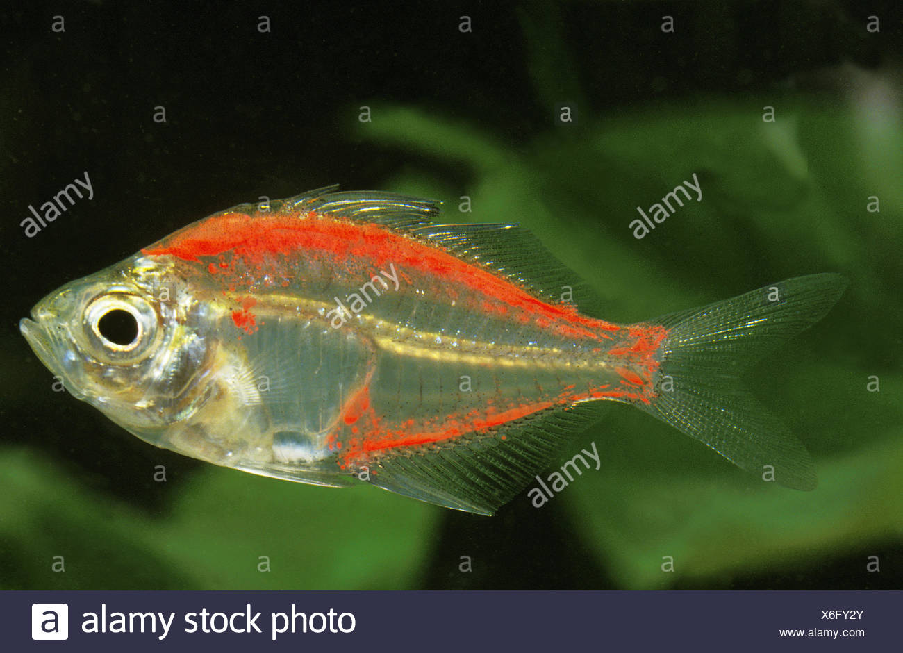 Parambassis Ranga High Resolution Stock Photography and Images - Alamy