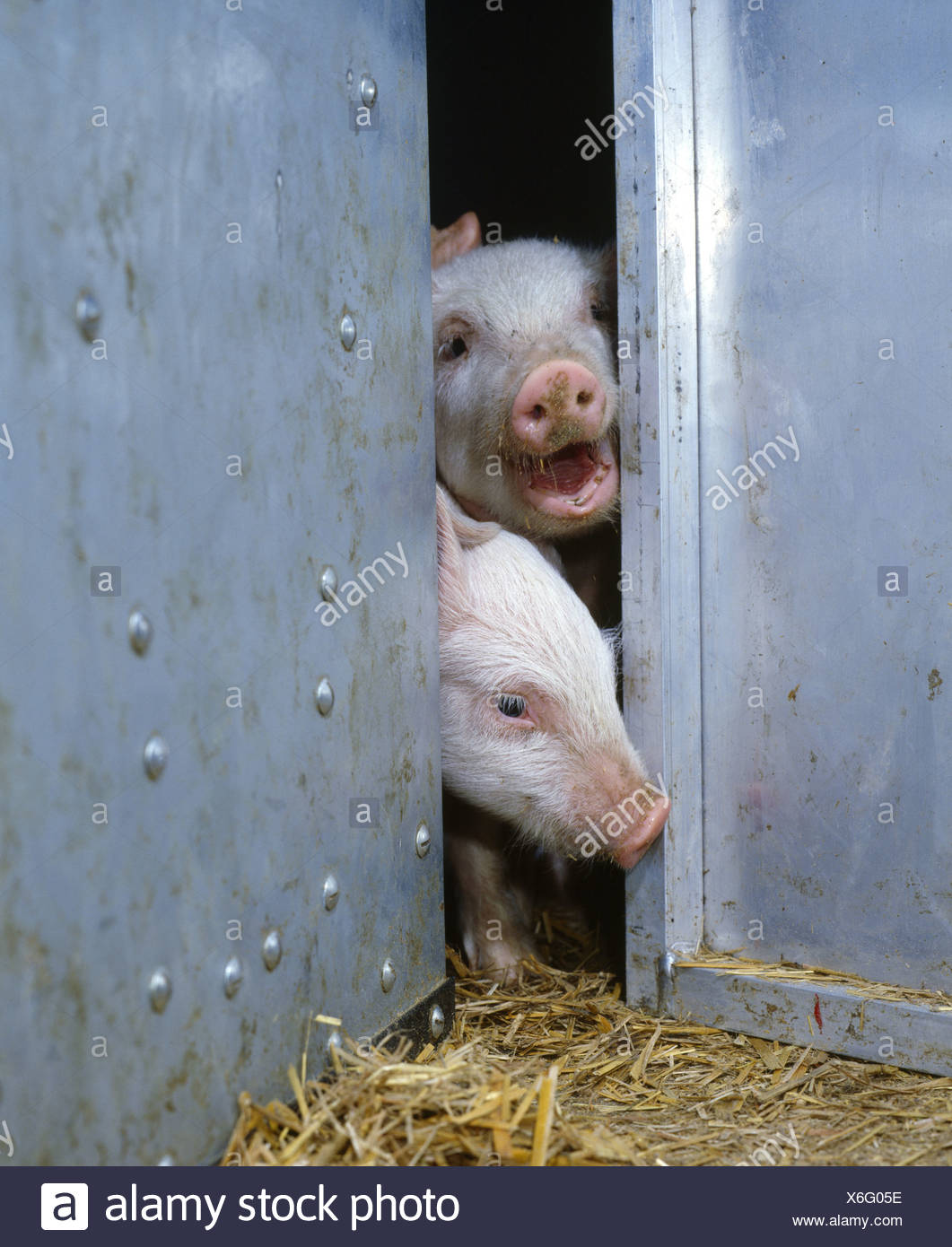 Landrace Pigs High Resolution Stock Photography and Images - Alamy