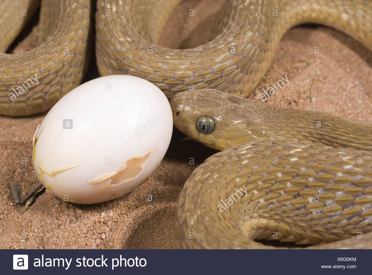 Common Egg Eating Snake High Resolution Stock Photography and Images ...
