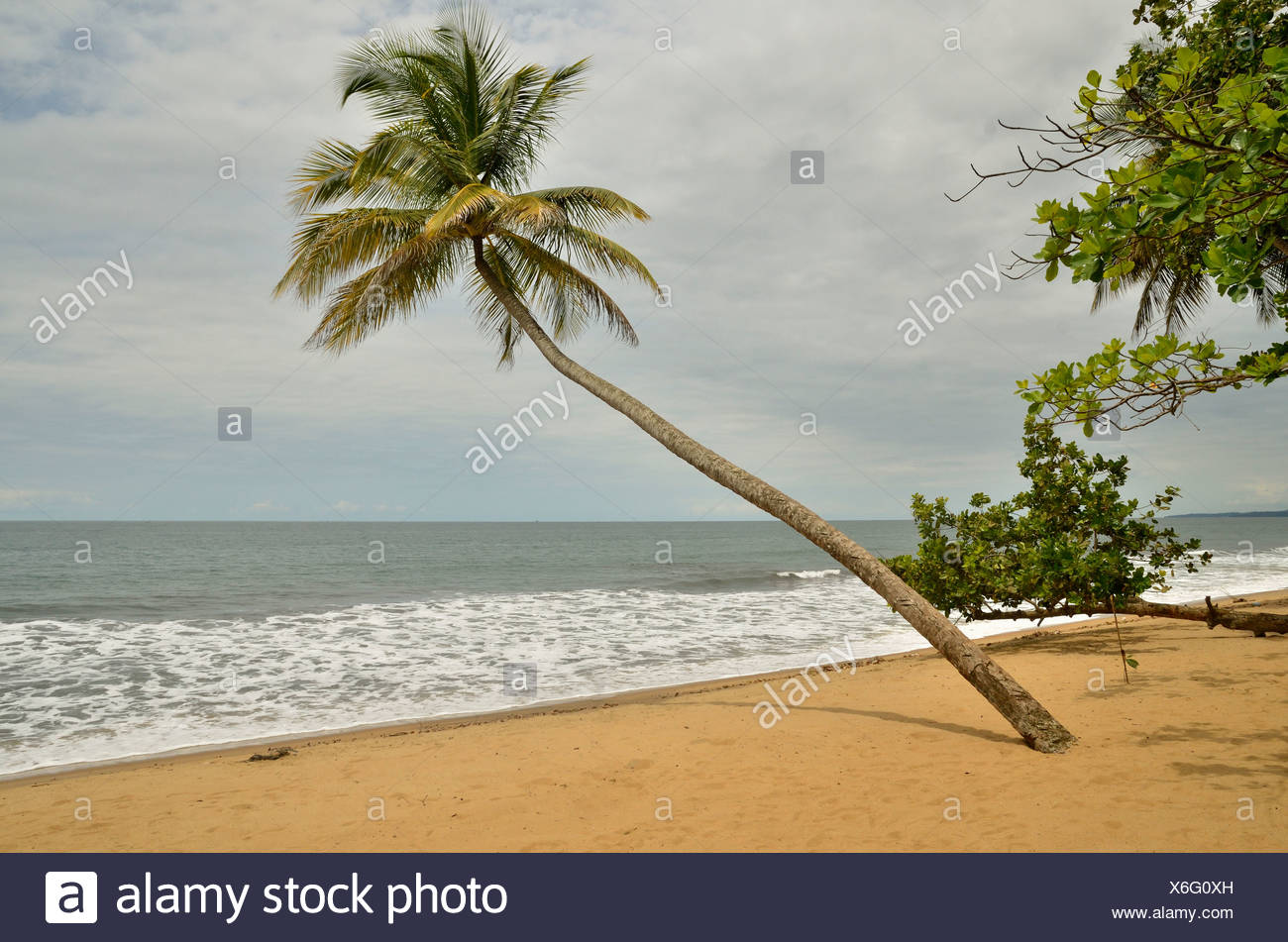 African On Palm Tree High Resolution Stock Photography and Images - Alamy