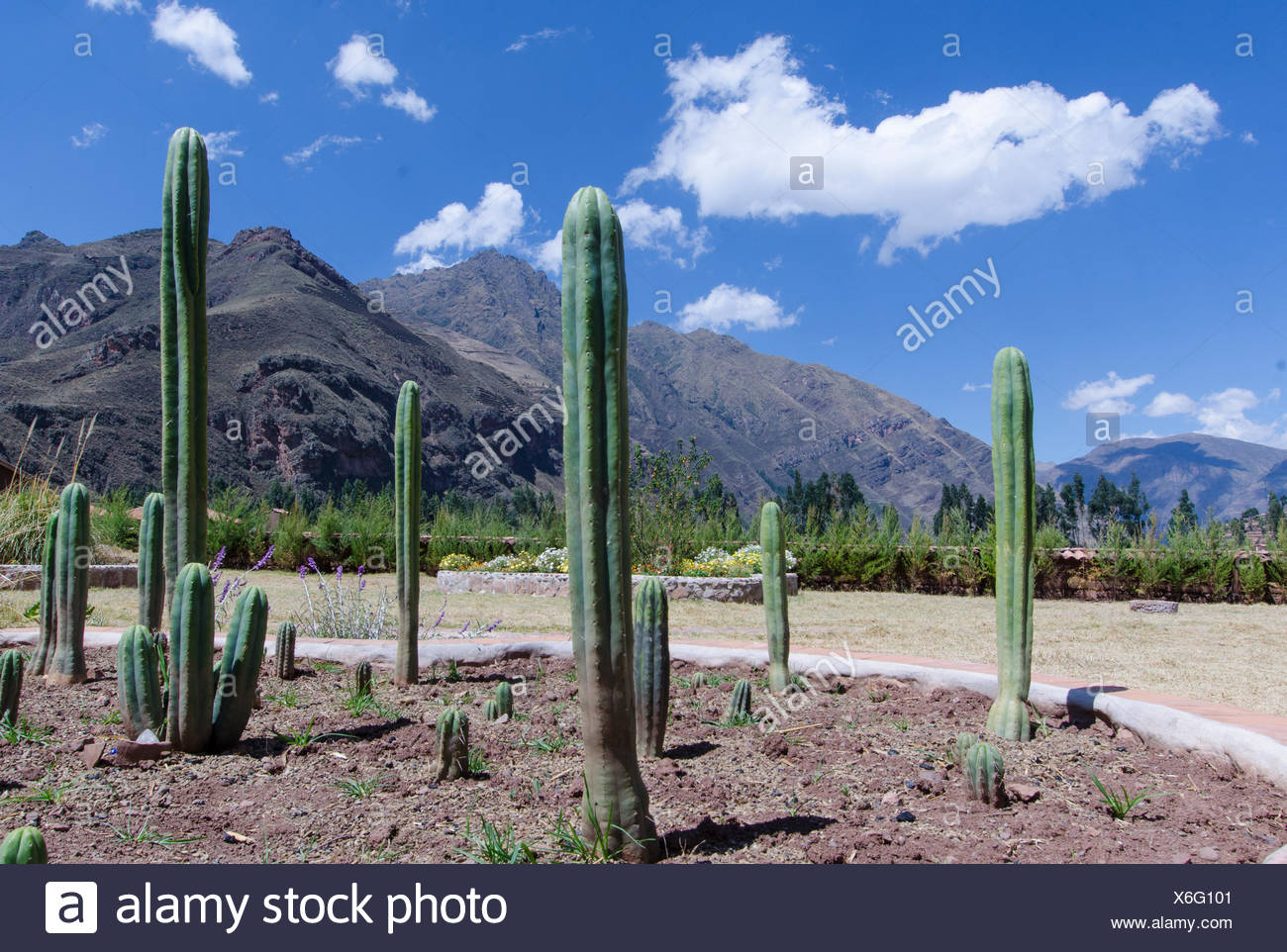 San Pedro Cactus Stock Photos & San Pedro Cactus Stock Images - Alamy