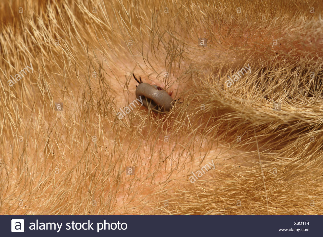 Tick Parasite High Resolution Stock Photography and Images - Alamy