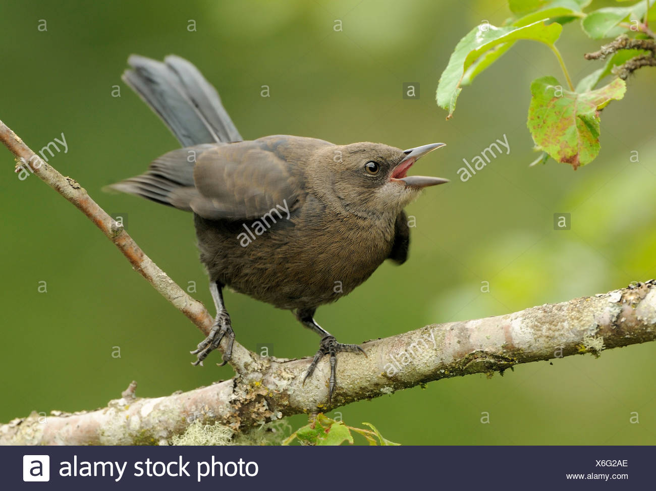 Begging Bird High Resolution Stock Photography and Images - Alamy