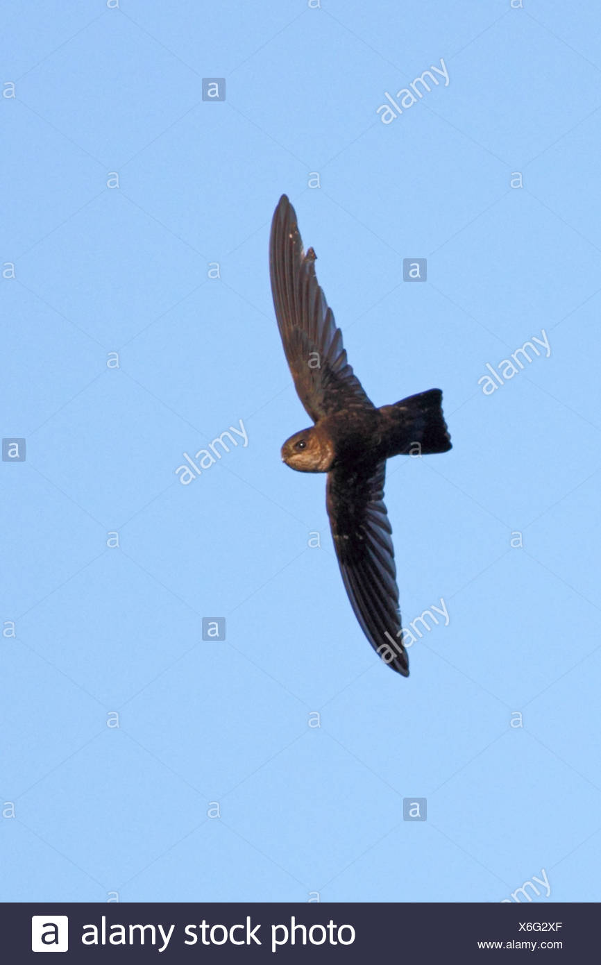 Swiftlet Swiftlets Swift Swifts Bird Birds Animal Animals High ...