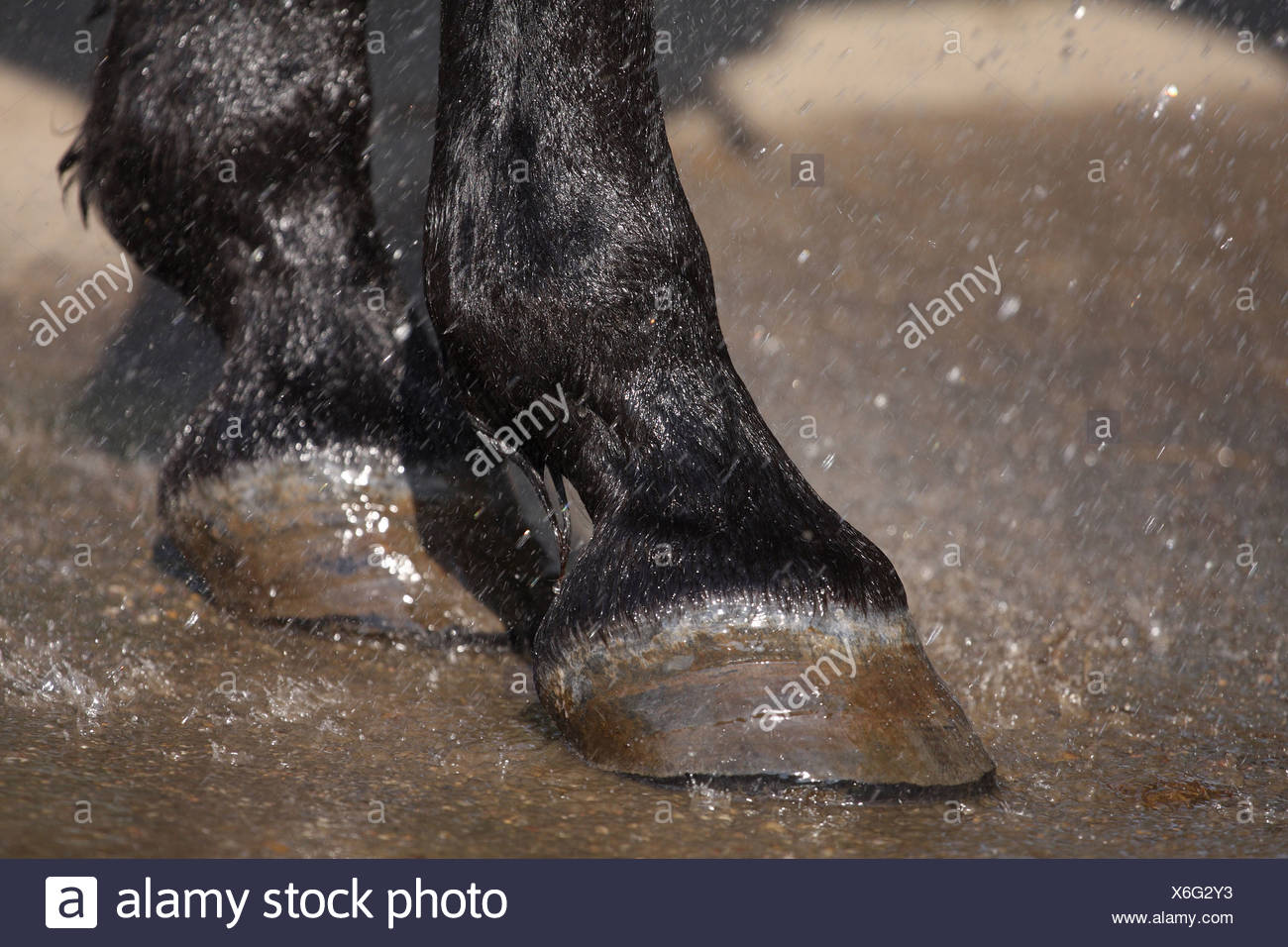 Horse Hooves High Resolution Stock Photography and Images - Alamy