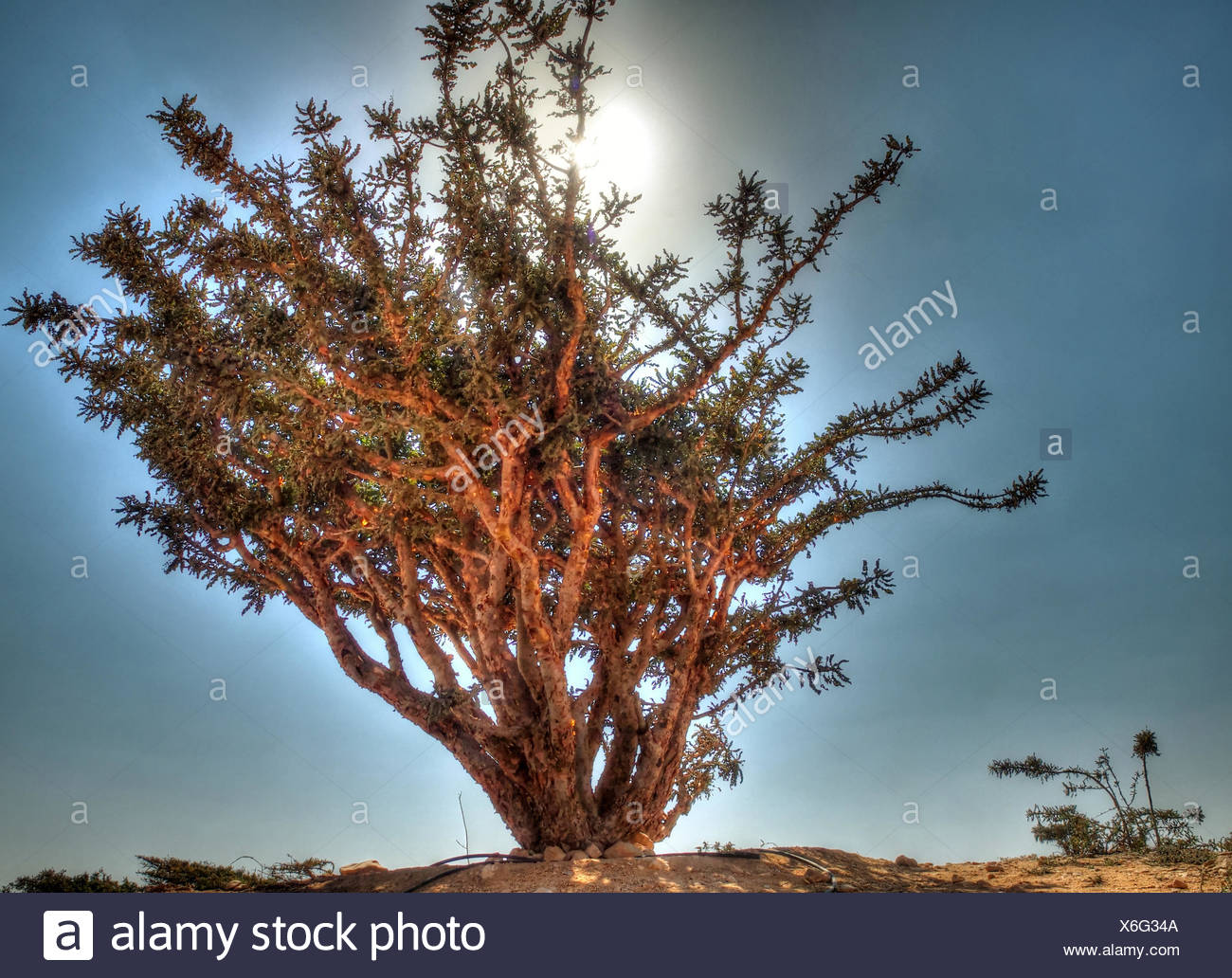 Tree Oman Stock Photos & Tree Oman Stock Images - Alamy