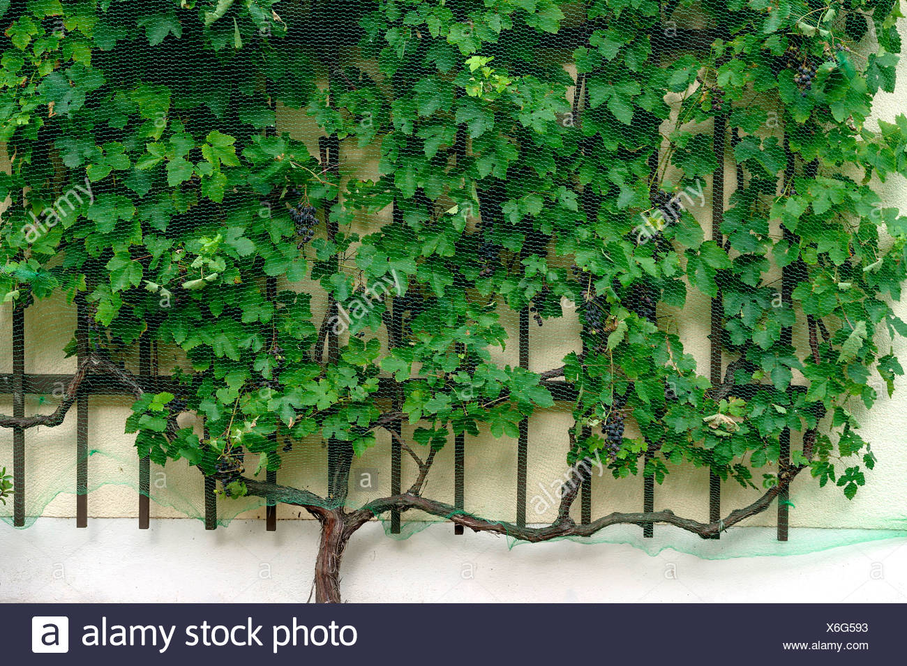 Vitis Vinifera Vitis Vinifera High Resolution Stock Photography and Images - Alamy