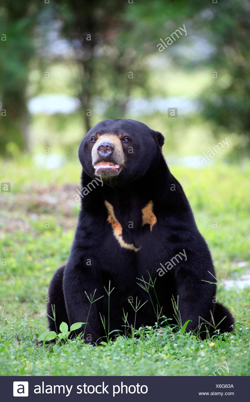 Sun Bear Stock Photos & Sun Bear Stock Images - Alamy