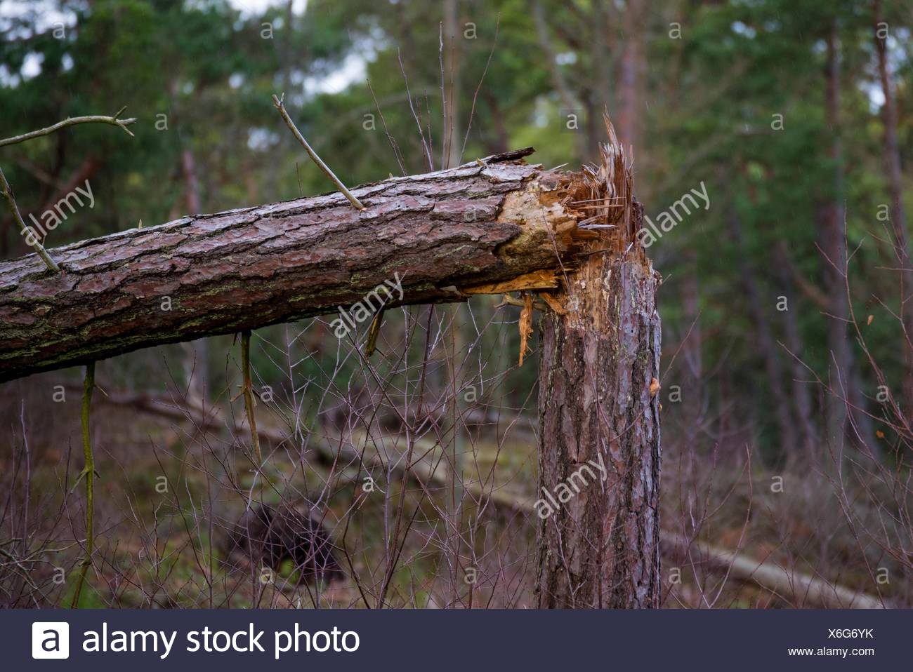 Broken Tree Trunk Stock Photos & Broken Tree Trunk Stock Images - Alamy