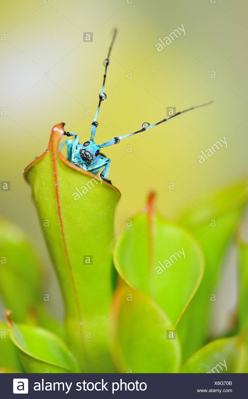 Carnivorous Plant Insect Stock Photos & Carnivorous Plant Insect Stock ...