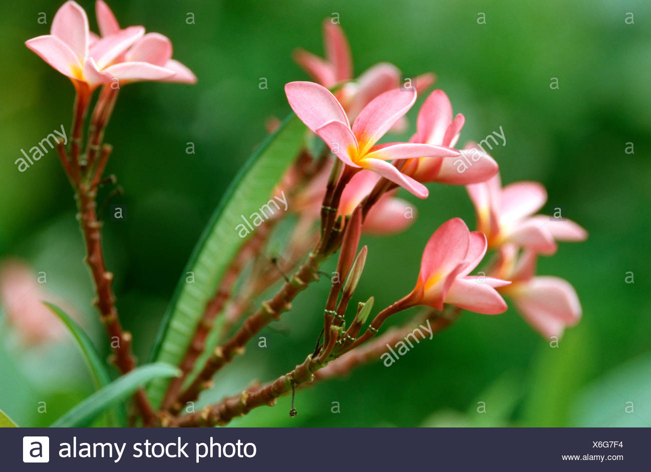 Red Plumeria Plumeria Rubra High Resolution Stock Photography and ...