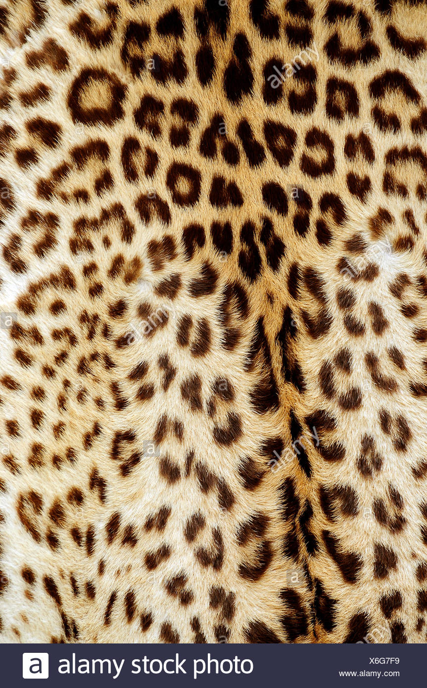 Leopard Skin High Resolution Stock Photography and Images - Alamy