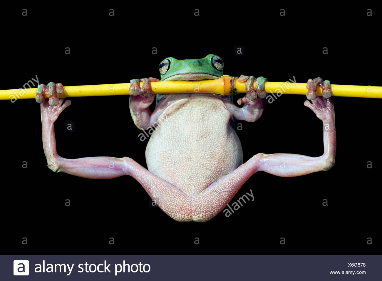 Dumpy Frog Doing Gymnastics On A Branch High Resolution Stock ...