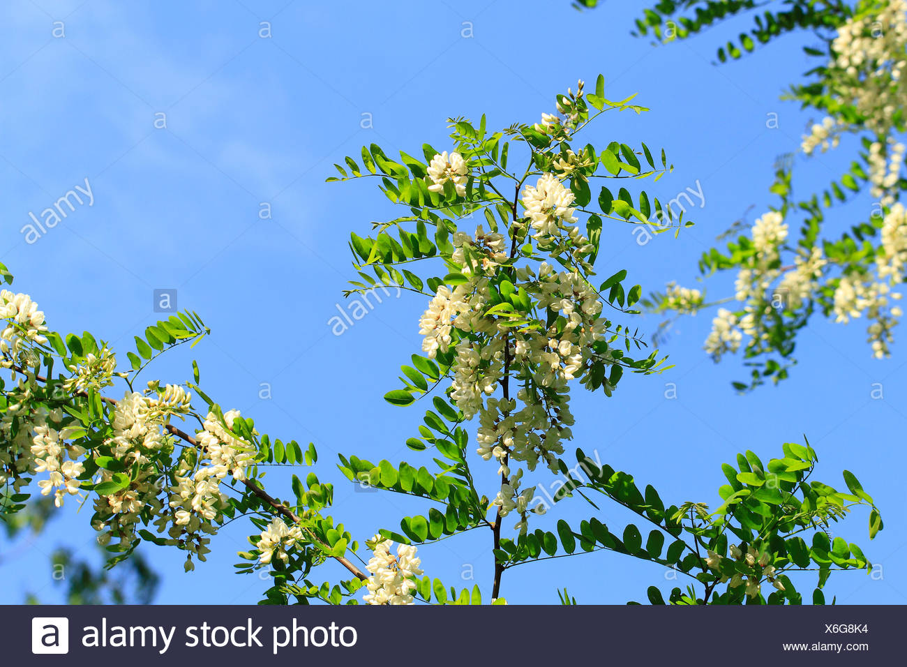 Robinia Pseudoacacia Robinie High Resolution Stock Photography and ...