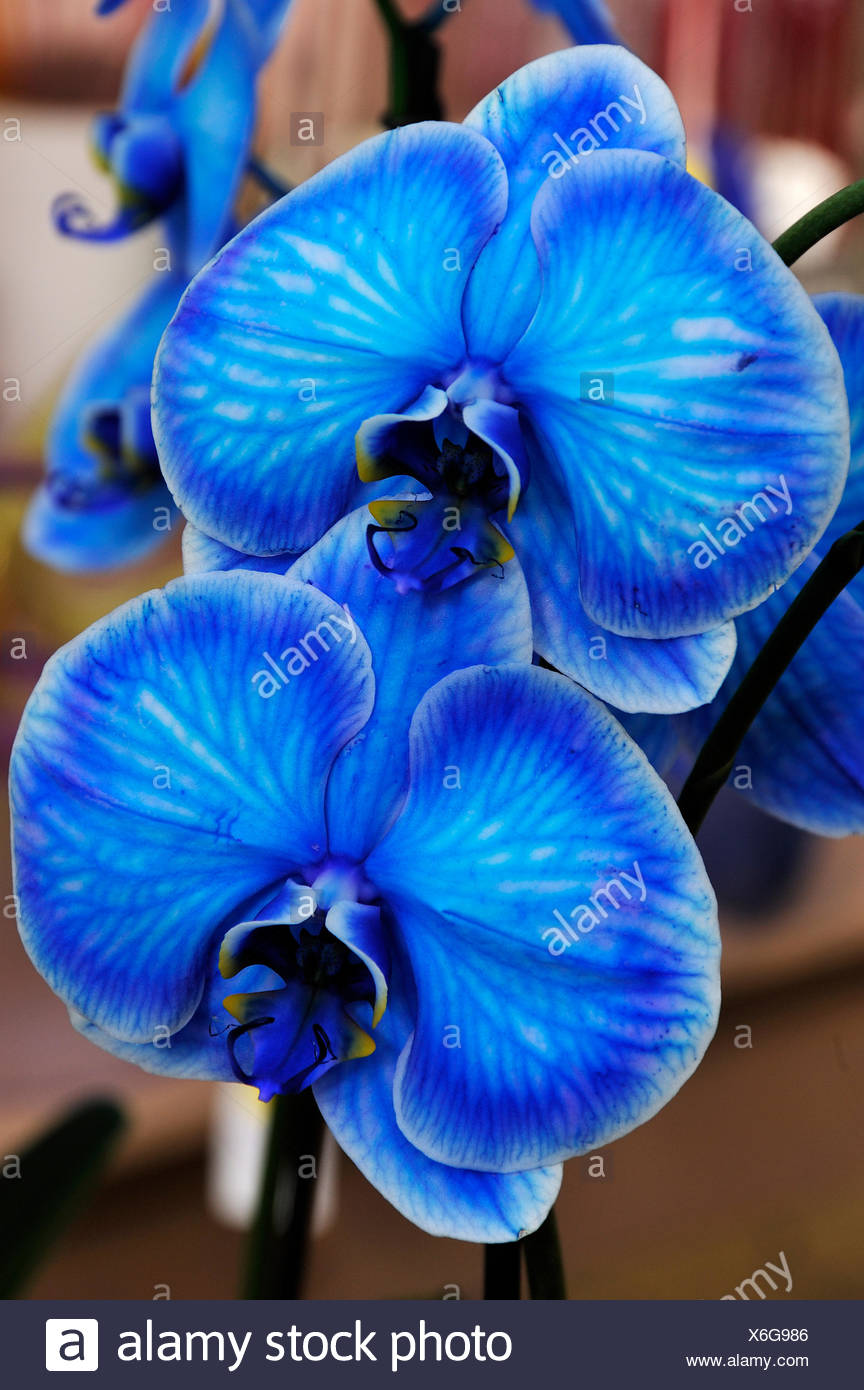 Blue Orchid High Resolution Stock Photography and Images - Alamy