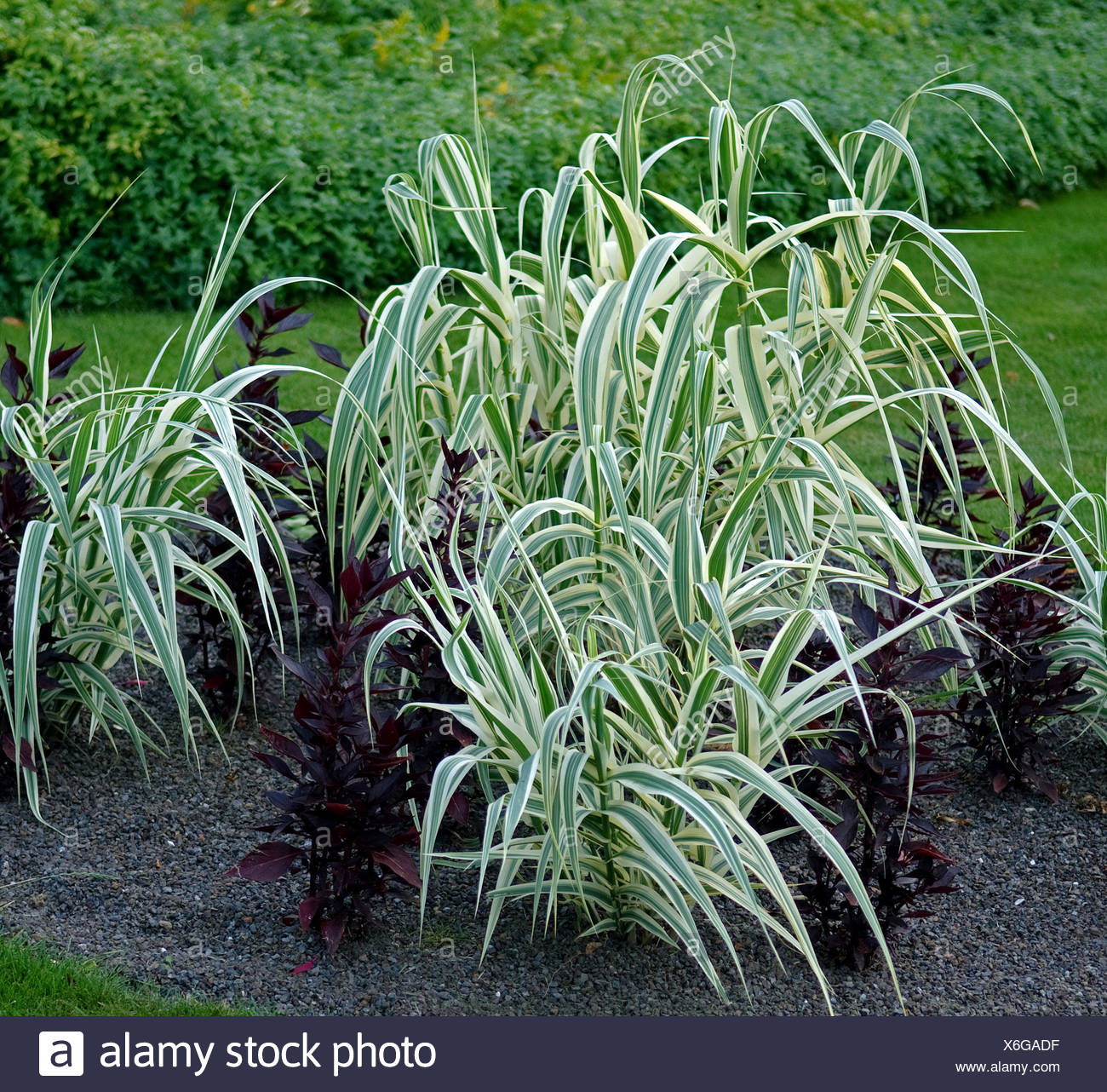 Ornamental Grasses With Variegated Leaves High Resolution Stock ...