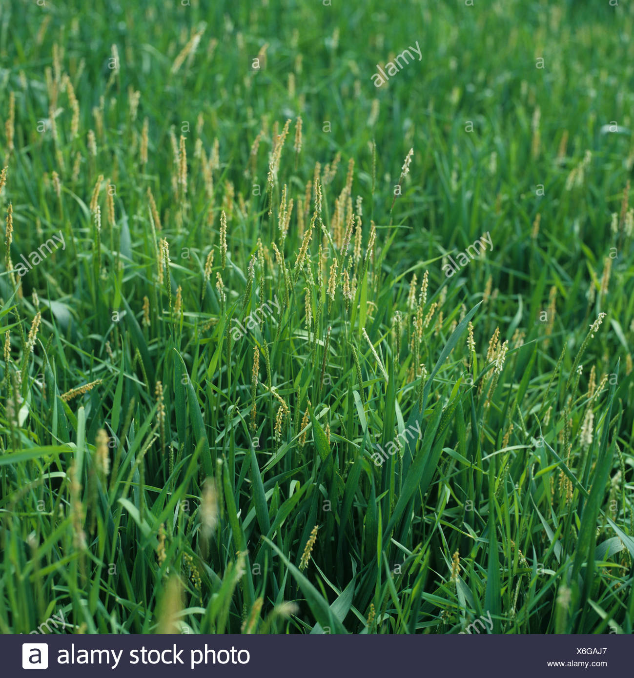 Blackgrass High Resolution Stock Photography and Images - Alamy