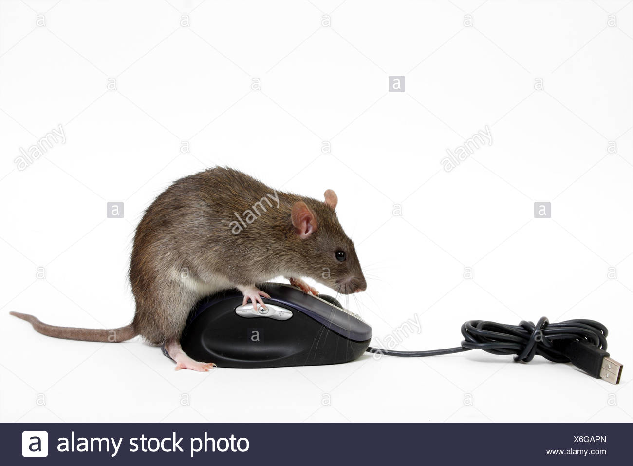Rat And Computer Stock Photos & Rat And Computer Stock Images - Alamy