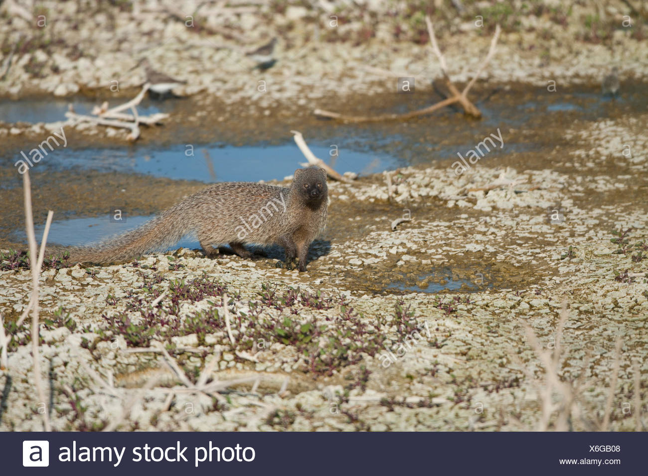 Largest Mongoose High Resolution Stock Photography and Images - Alamy