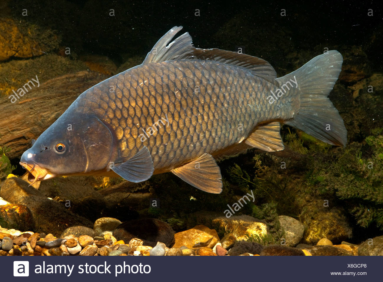 European Common Carp, Cyprinus Carpio, Widespread Freshwater Fish In ...