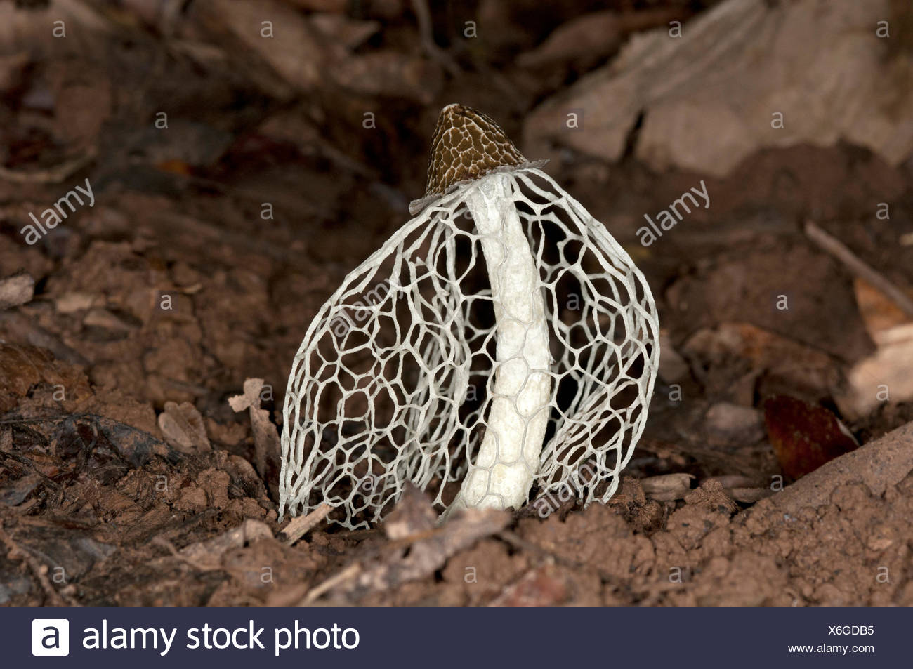 Indusiatus High Resolution Stock Photography and Images - Alamy