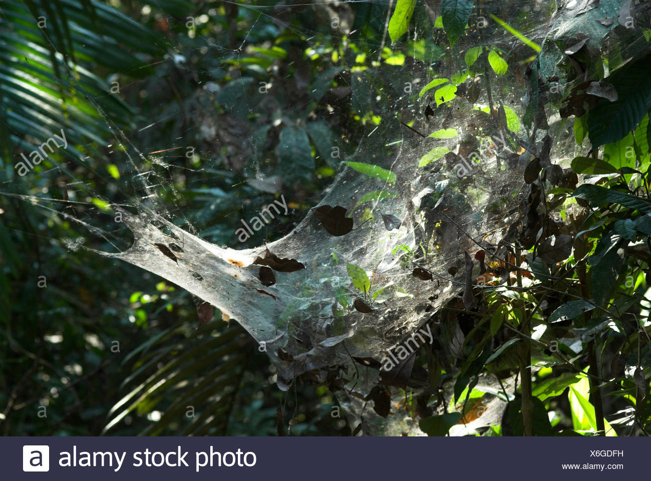 Anelosimus High Resolution Stock Photography and Images - Alamy