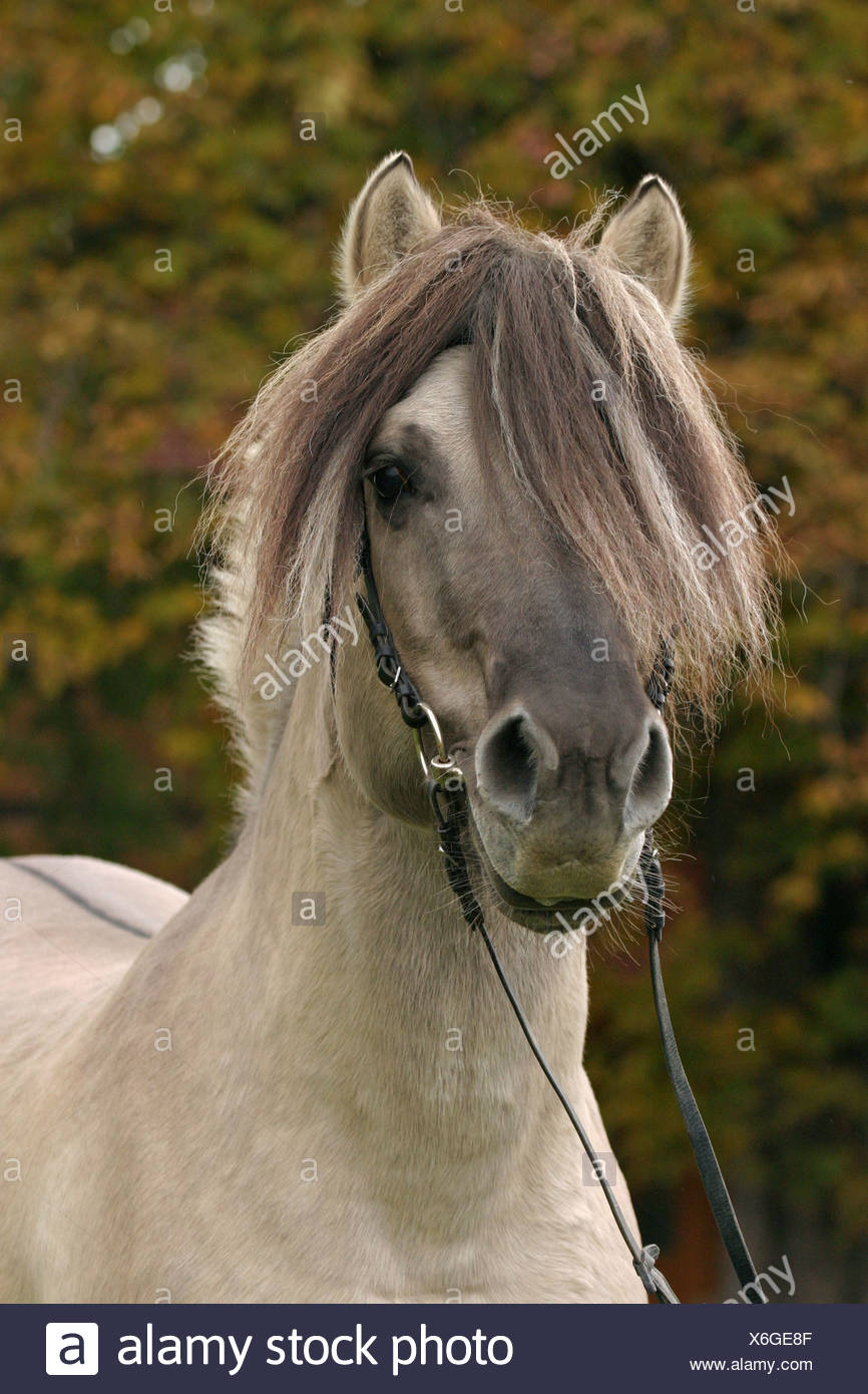 Graufalbe High Resolution Stock Photography and Images - Alamy