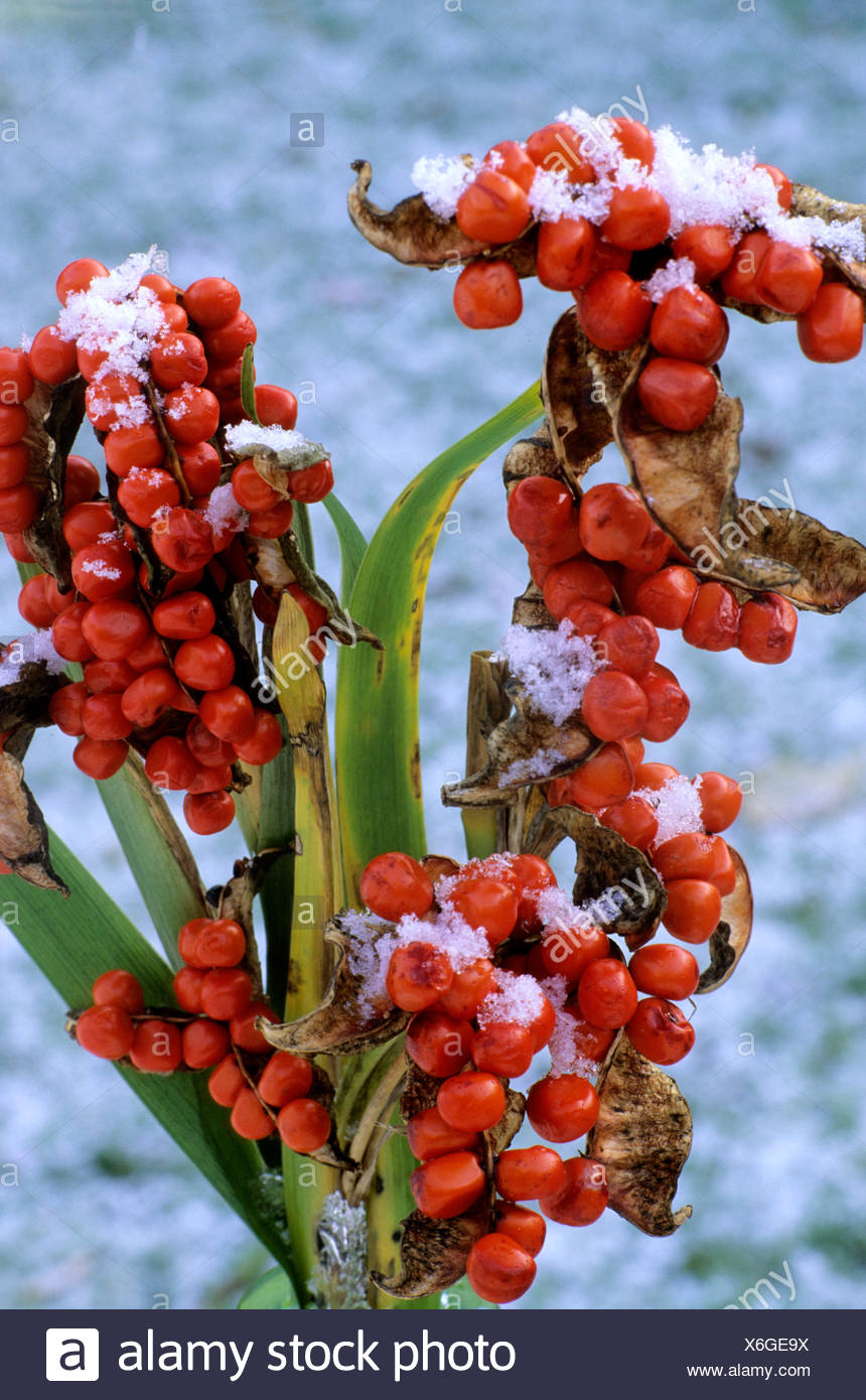 Iris Foetidissima Winter High Resolution Stock Photography and Images ...
