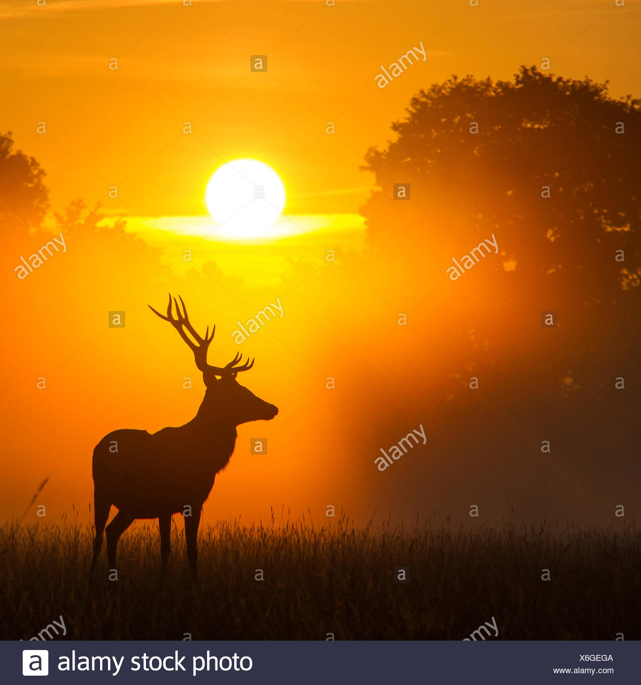 Sunset With Deer Stock Photos & Sunset With Deer Stock Images - Alamy