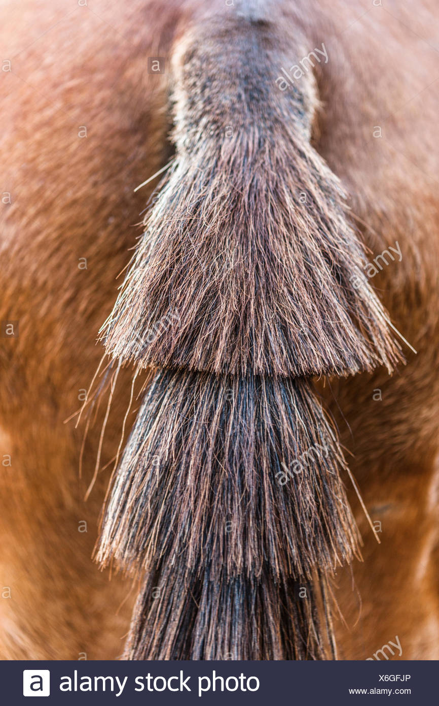 Horse Tail High Resolution Stock Photography and Images - Alamy