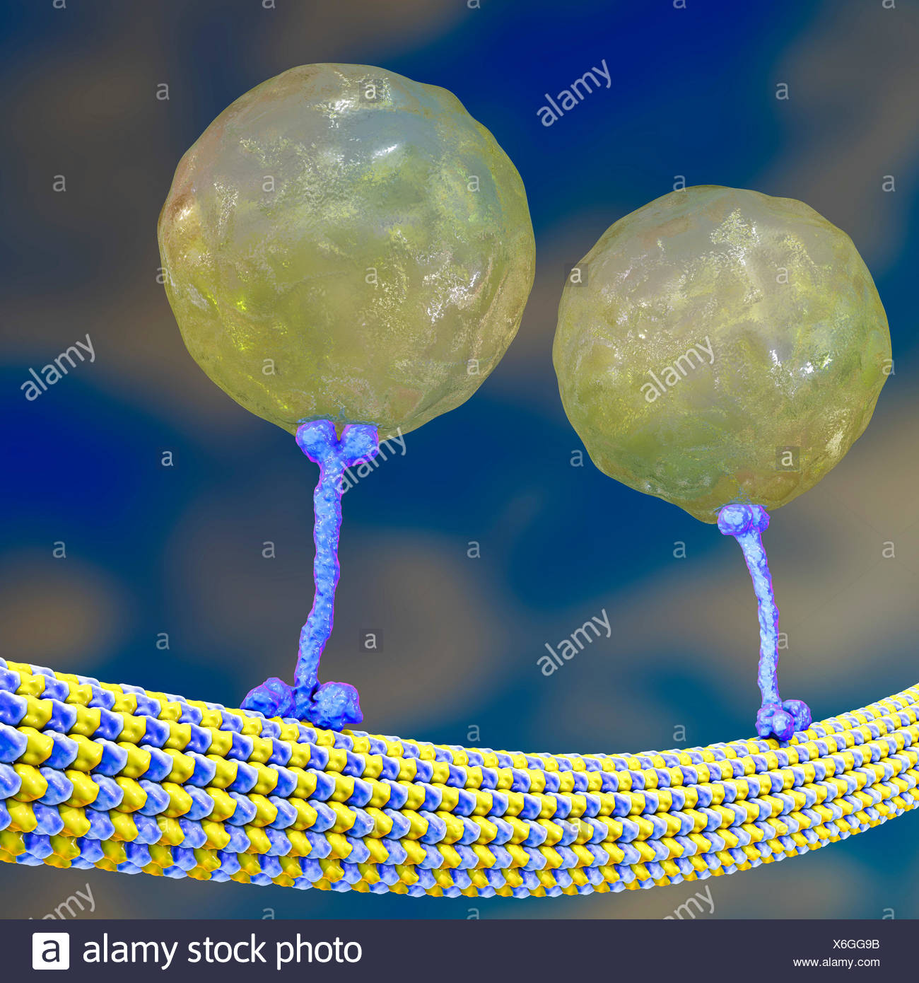 Intracellular Transport Stock Photos & Intracellular Transport Stock ...