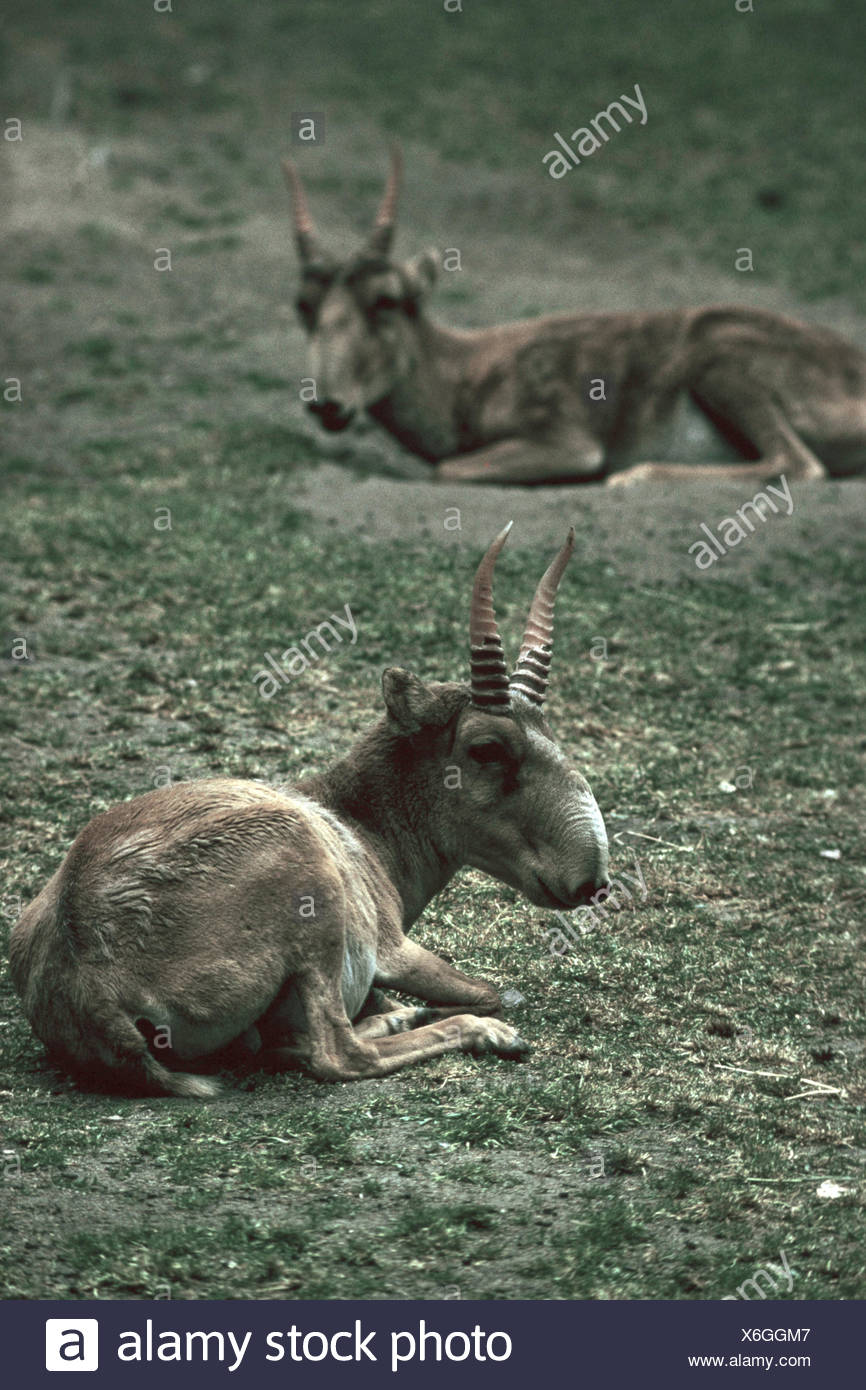 Saiga Antelopes High Resolution Stock Photography and Images - Alamy