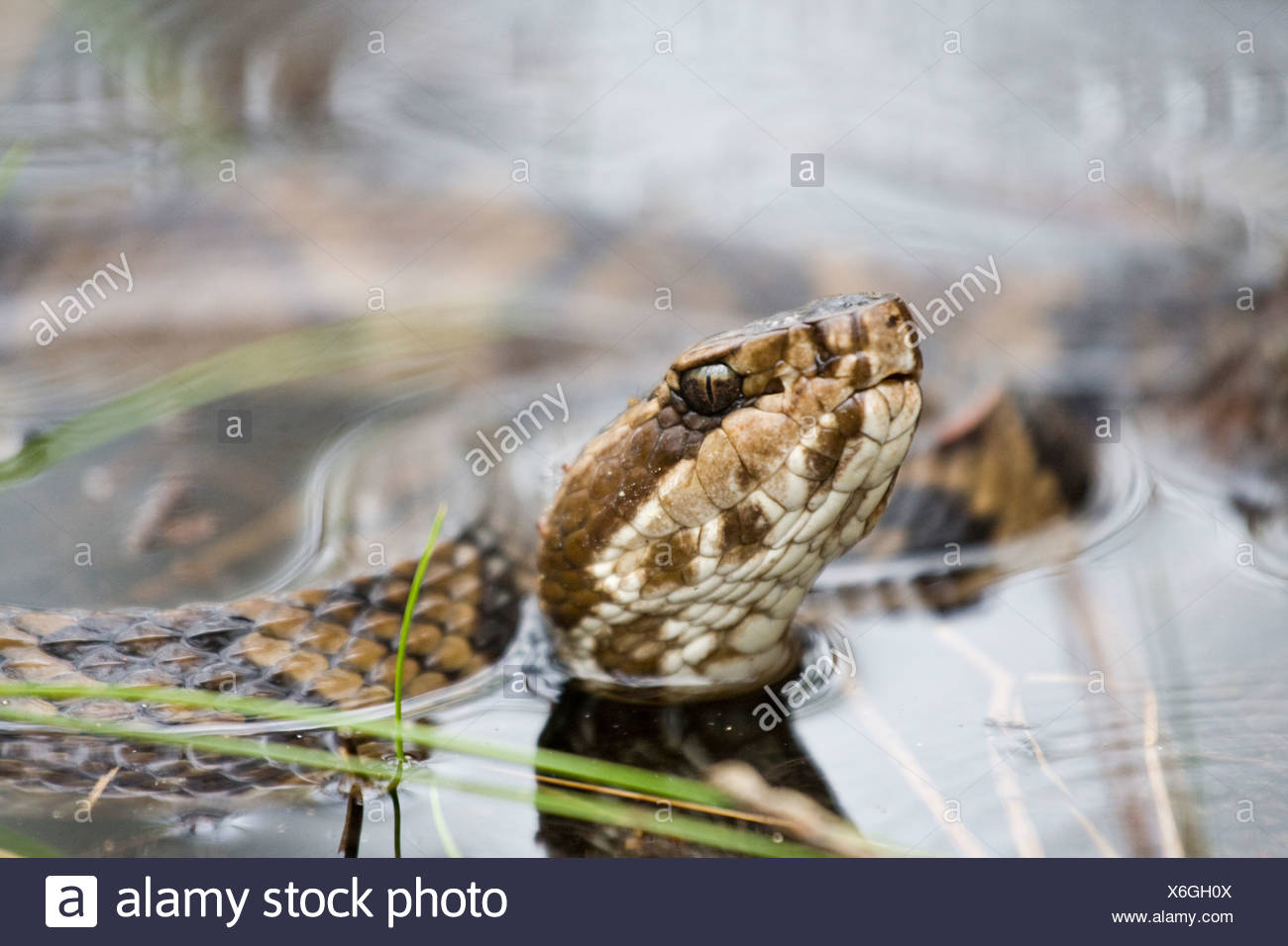 Piscivorous High Resolution Stock Photography and Images - Alamy