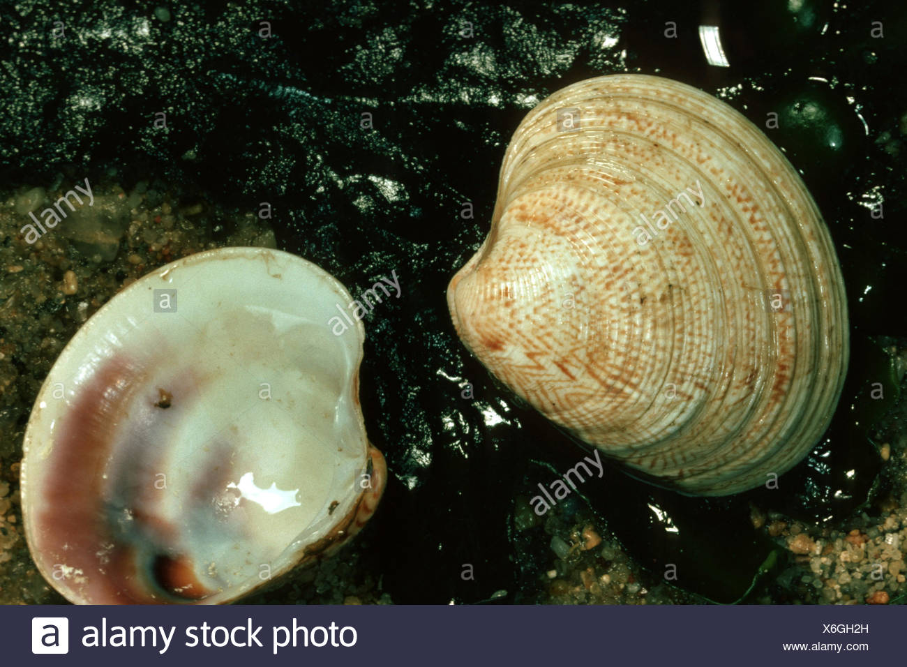 Venus Marine High Resolution Stock Photography and Images - Alamy