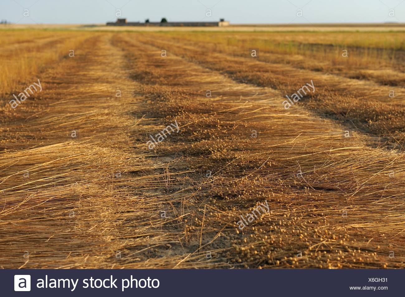 Retting Stock Photos & Retting Stock Images - Alamy