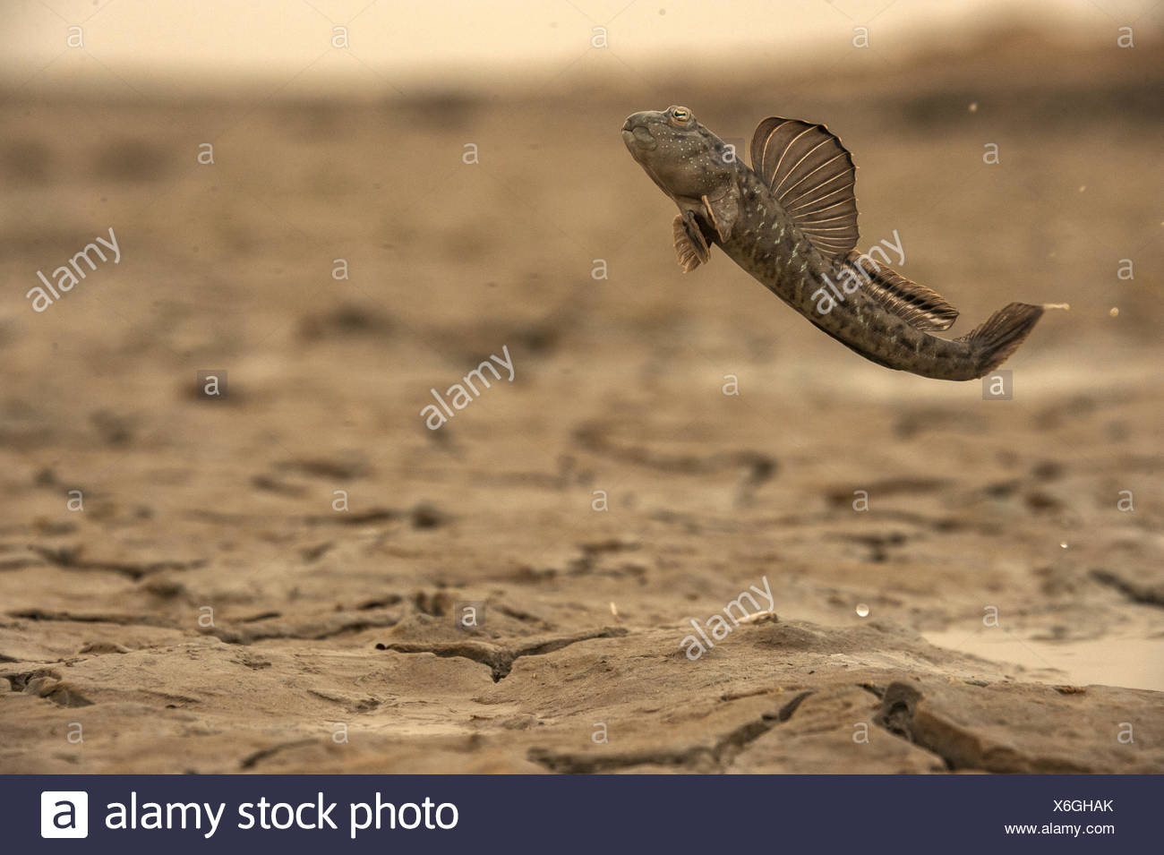 Mudskipper Stock Photos & Mudskipper Stock Images - Alamy