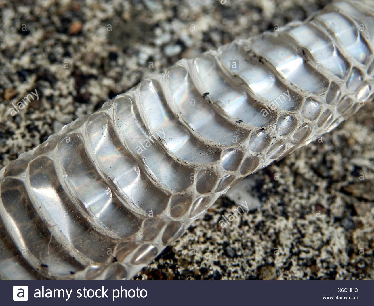Shed Skin Snake High Resolution Stock Photography and Images - Alamy
