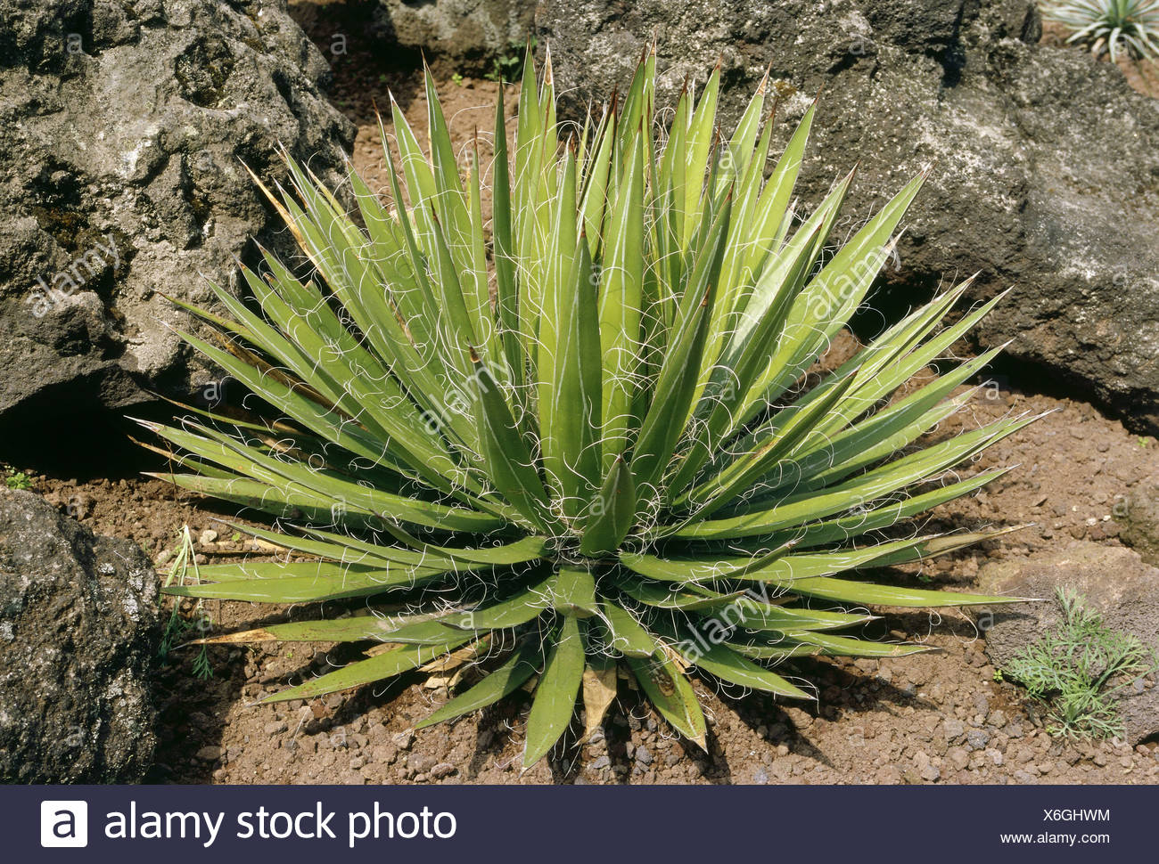 Agave Filifera High Resolution Stock Photography and Images - Alamy