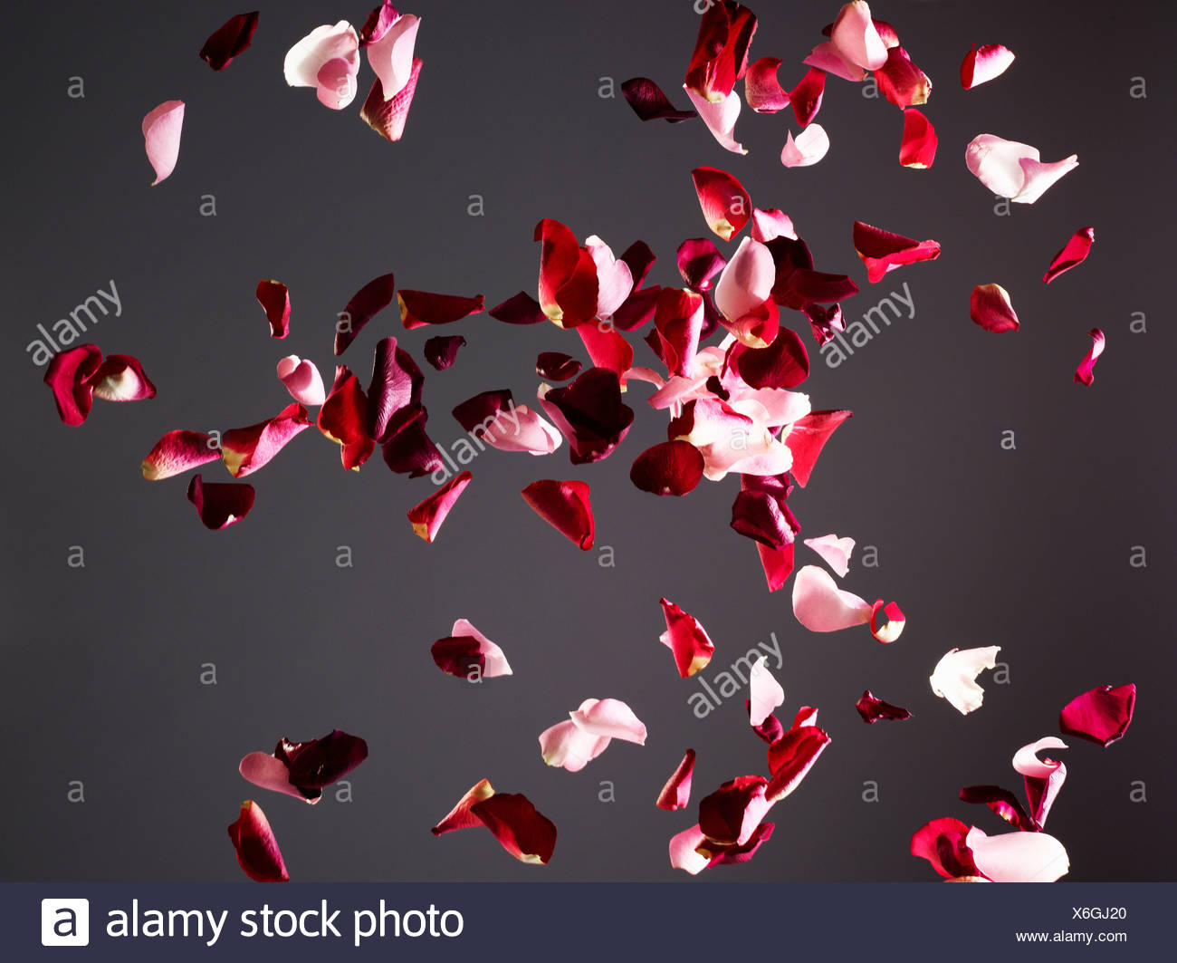 Blooming Stock Photos & Blooming Stock Images - Alamy