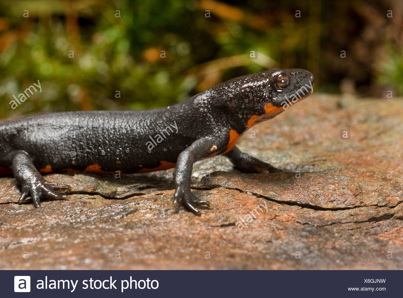 Fire Bellied Newt High Resolution Stock Photography and Images - Alamy